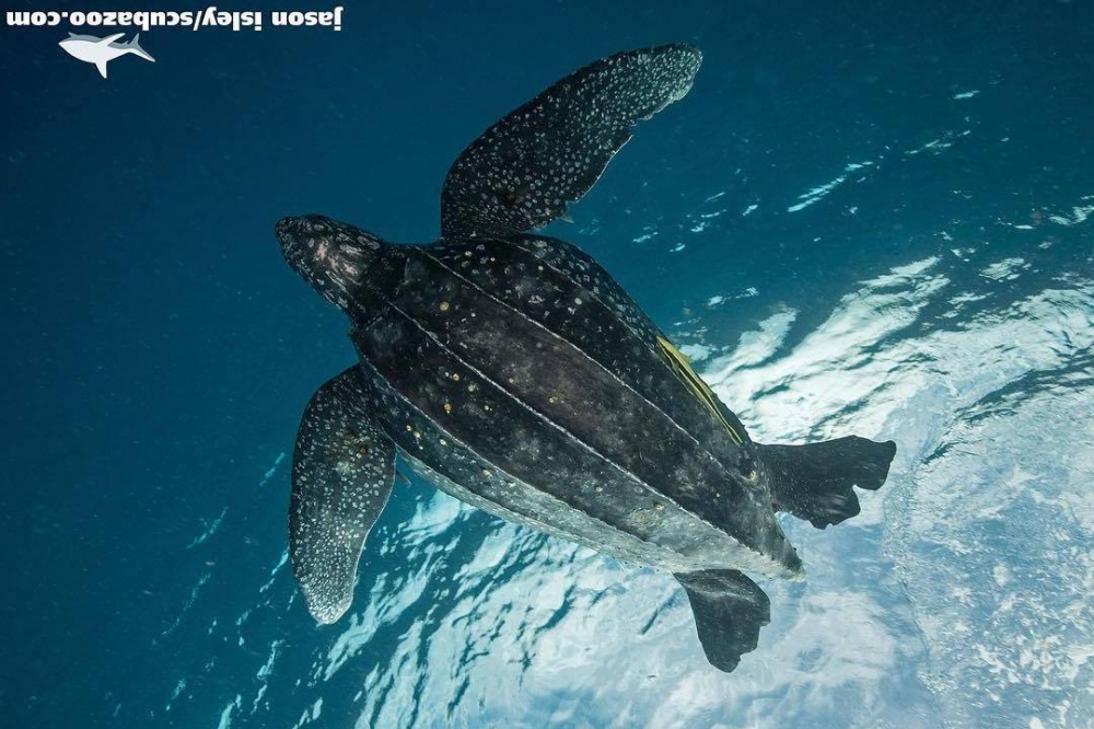 The Leatherback Project Logo Design - 48hourslogo