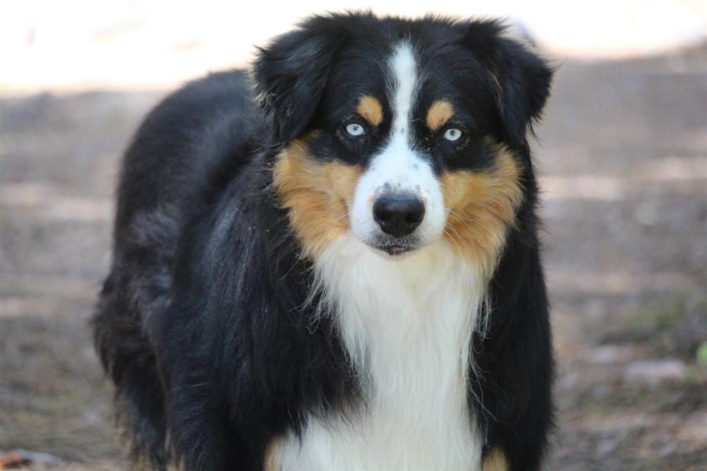 Canyon Creek Aussies Logo Design - 48hourslogo