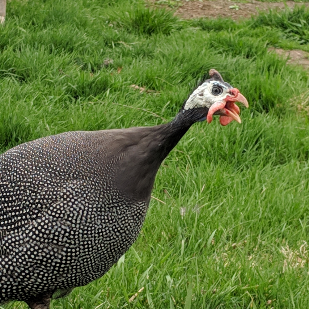 Spotted Hen Farm Logo Design - 48hourslogo