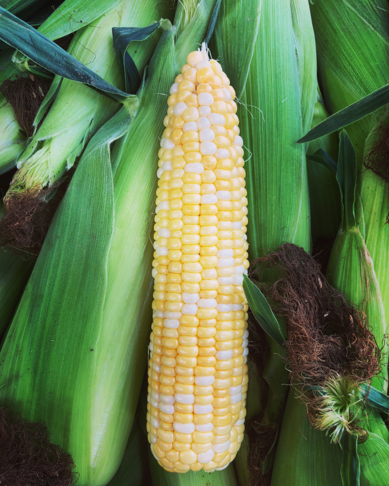 Collins Produce and Flower Farm Logo Design - 48hourslogo